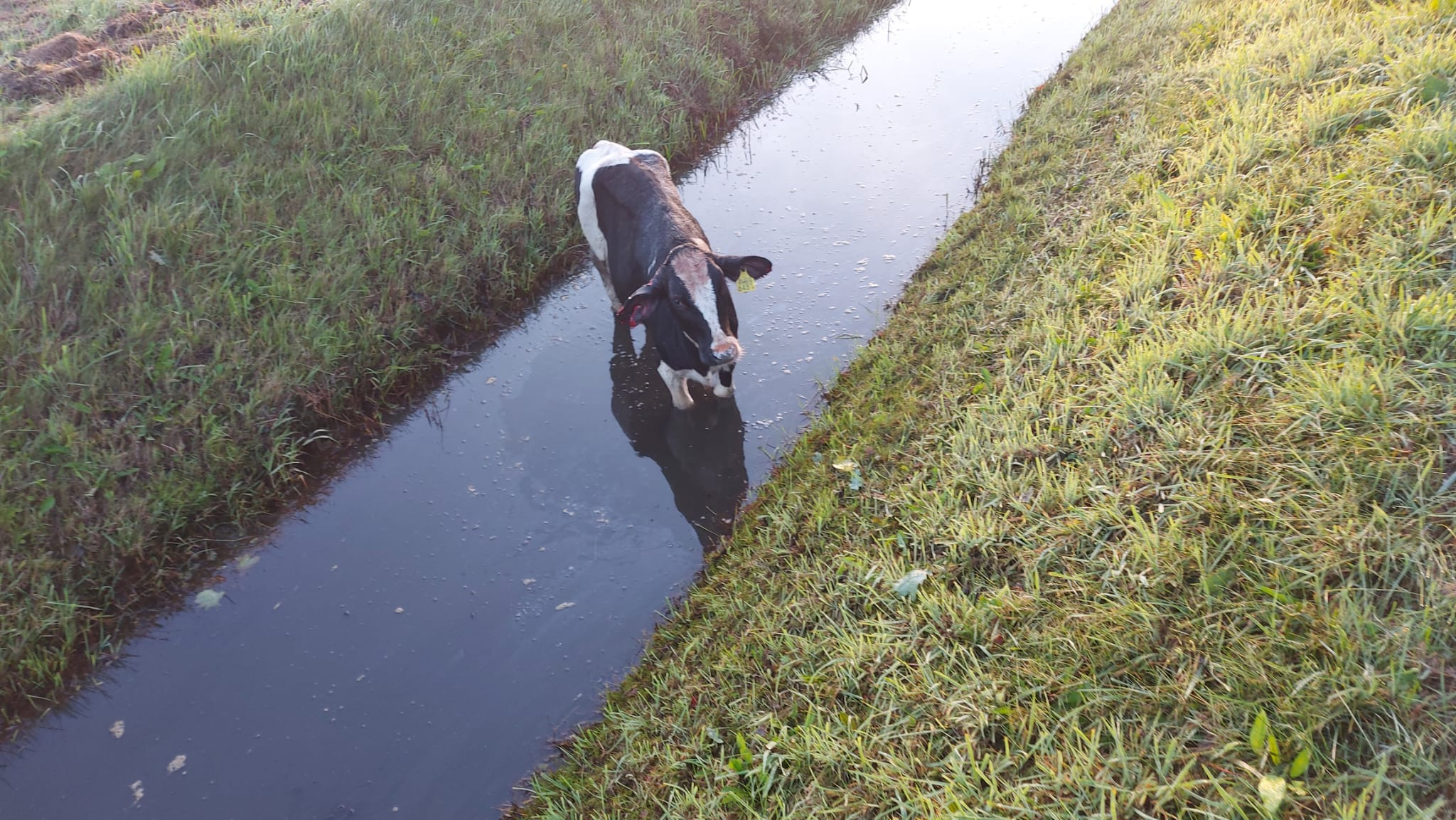 Wolf slaat mogelijk toe rondom Sleen | Nieuws | SleenWeb